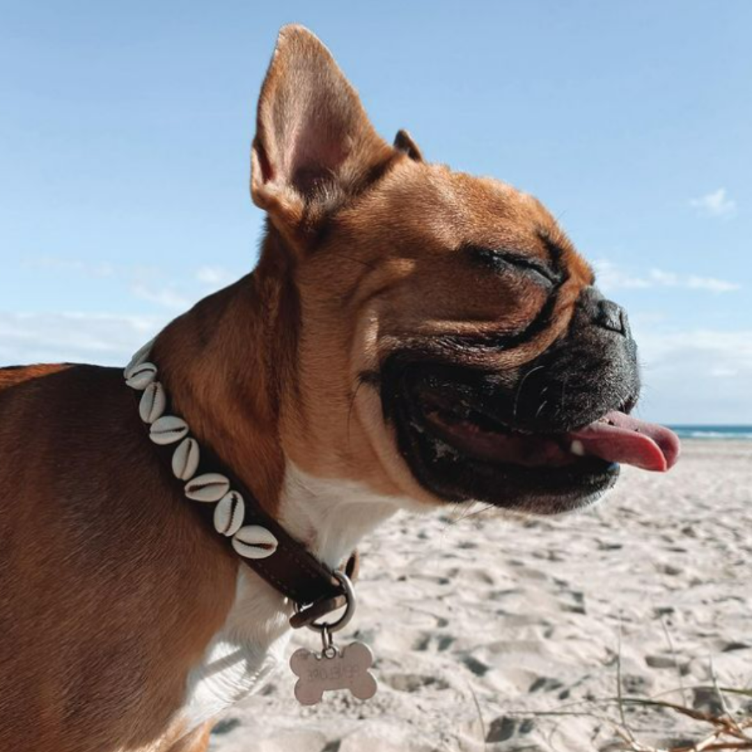 The Beach Pets Pet Products