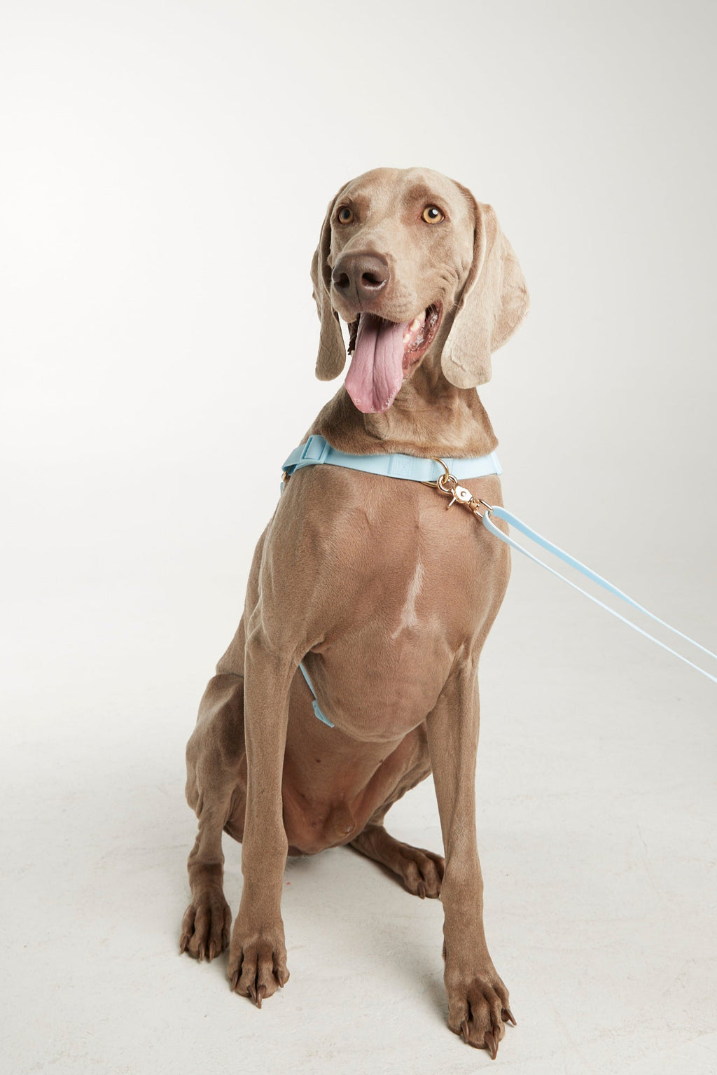 Waterproof Dog Harness - Sky Blue – The Beach Pets