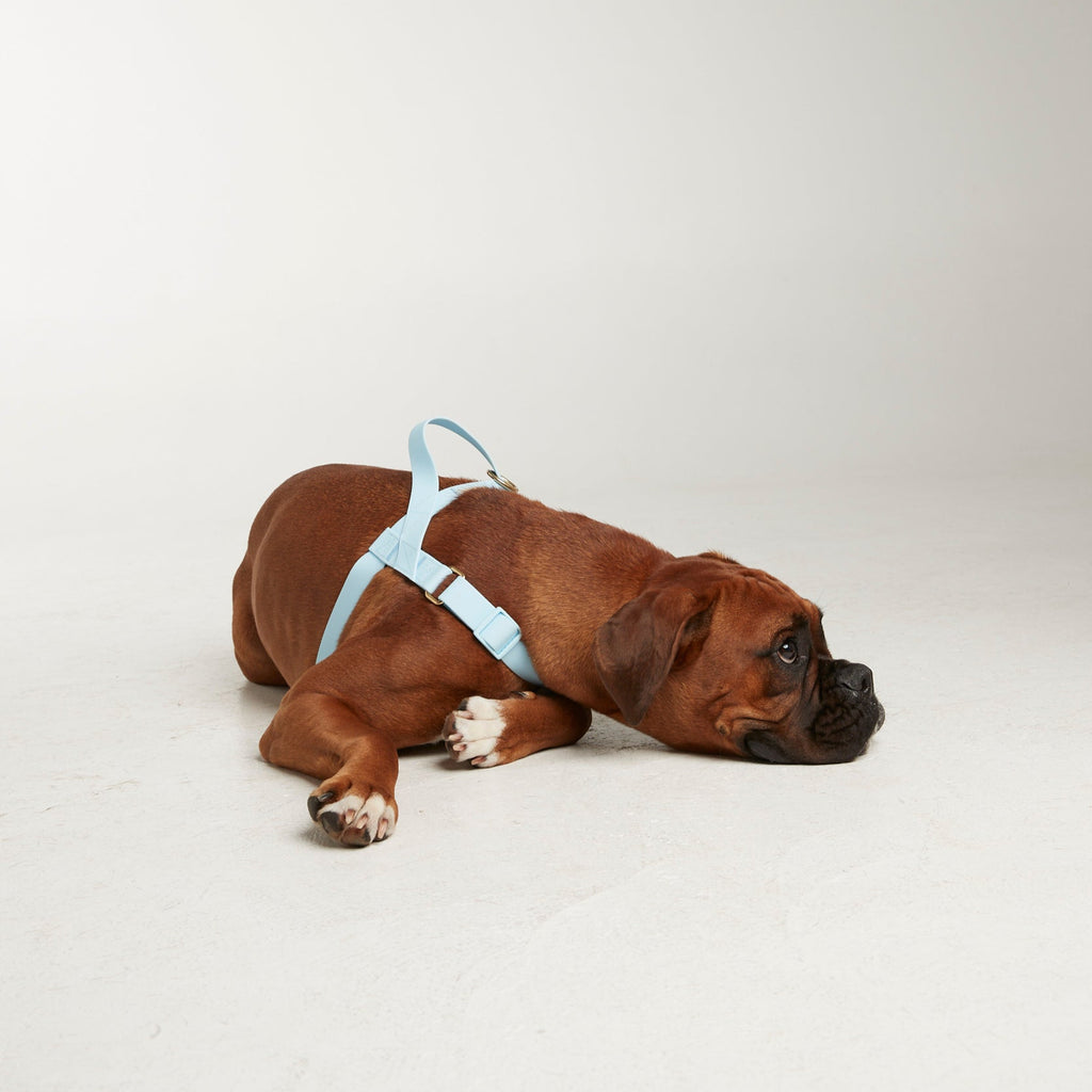 Waterproof Dog Harness - Sky Blue – The Beach Pets