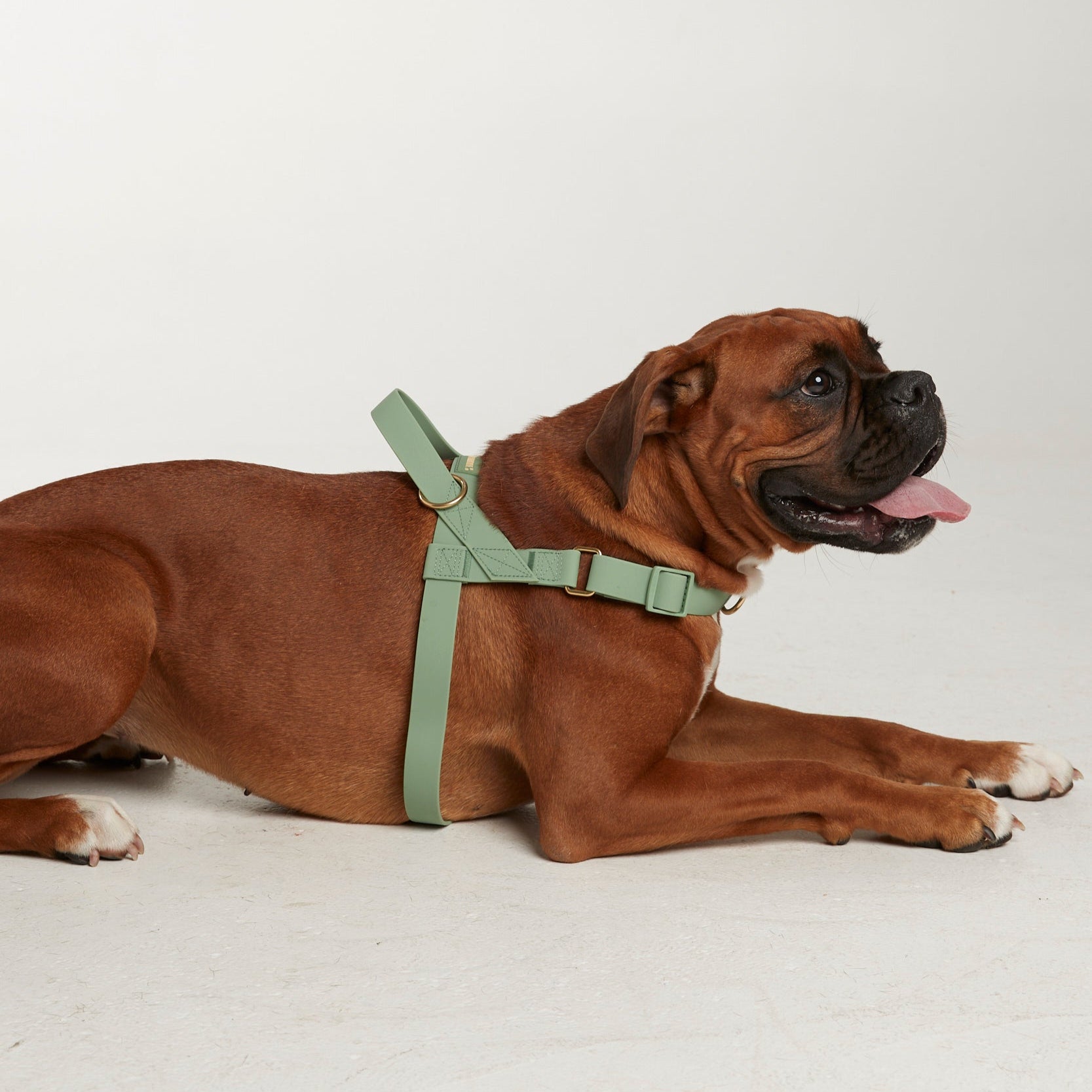 Dog Harness | No-Pull & Waterproof – The Beach Pets